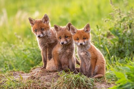 What Is a Baby Fox Called? — Baby Fox Name, Facts & Pictures