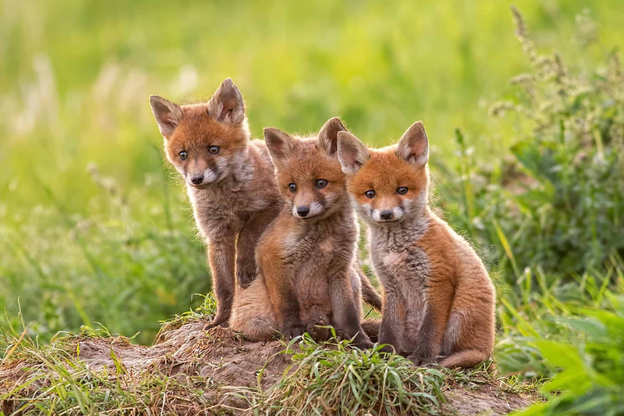 70+ Cute Baby Foxes to Brighten Your Day (With Pictures)