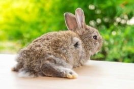 Rabbit Tail Anatomy, Function, Facts & FAQs (With Pictures)