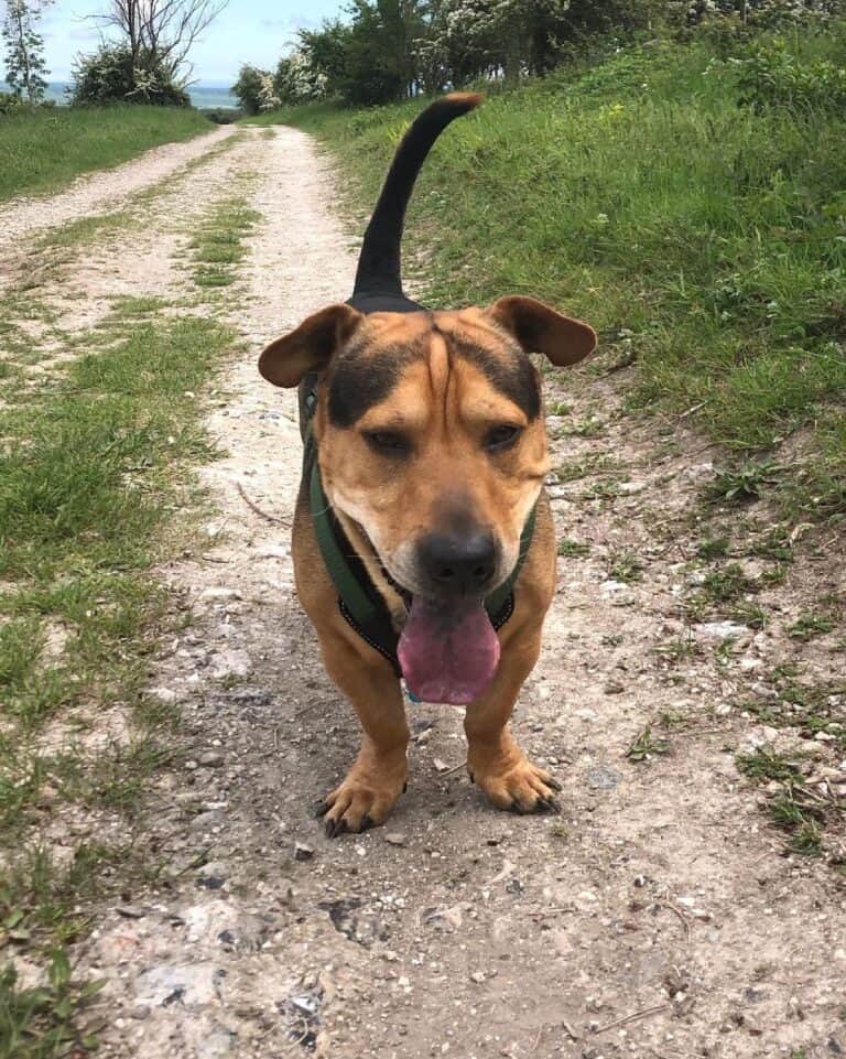 Walrus Dog (Shar-Pei & Basset Hound Mix) Info, Pictures, Facts, FAQs & More