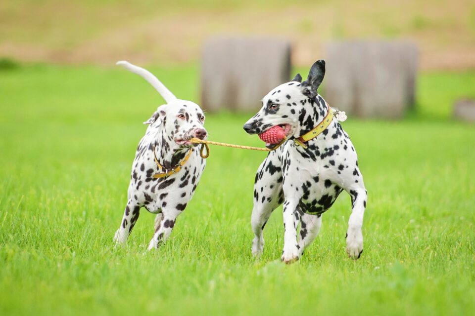 Do Rainbow Dalmatians Actually Exist?