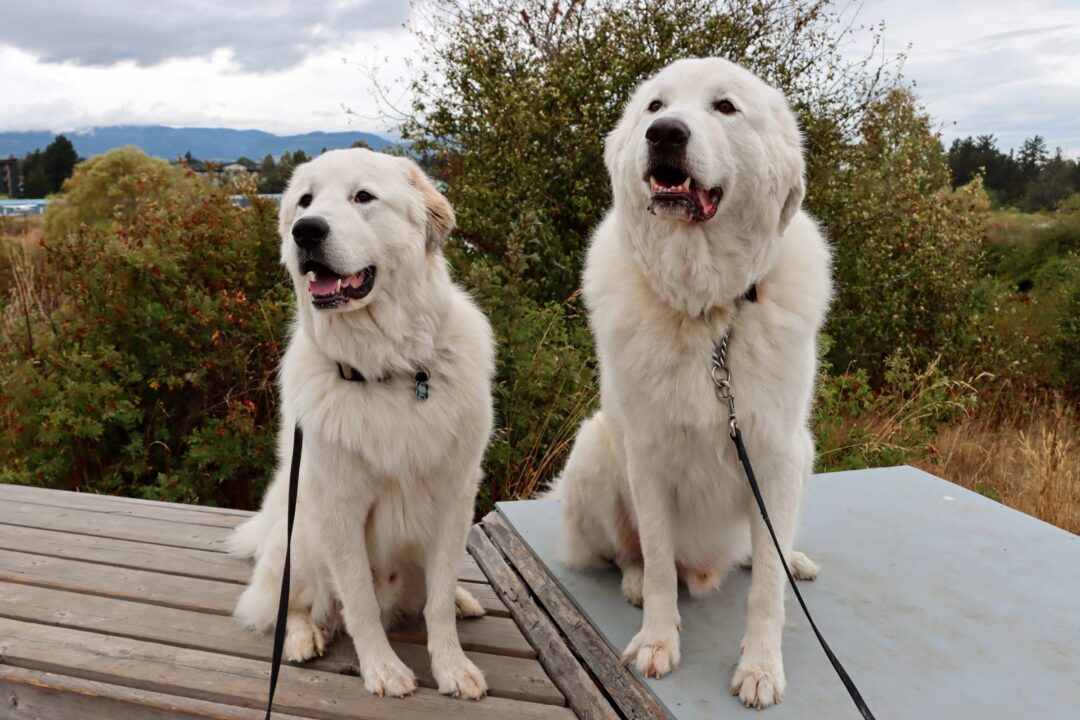 How Much to Feed a Great Pyrenees (Feeding Chart & Guide)