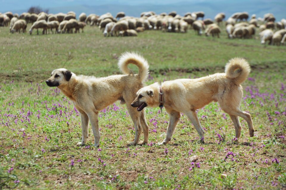 Kangal Shepherd Dog | Dog Breed Information, Pictures & Facts