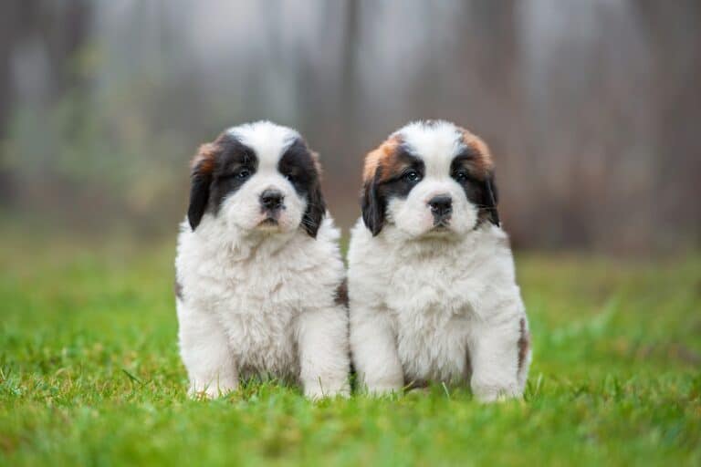 How Much to Feed a Saint Bernard (Feeding Chart & Guide)
