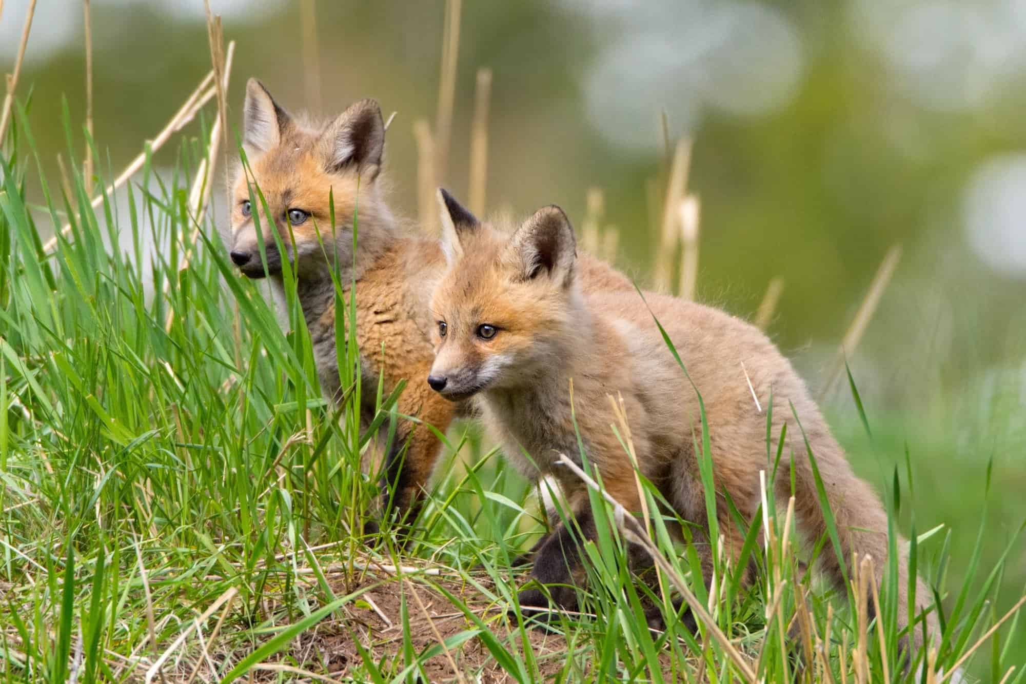 What Is a Baby Fox Called? — Baby Fox Name, Facts & Pictures