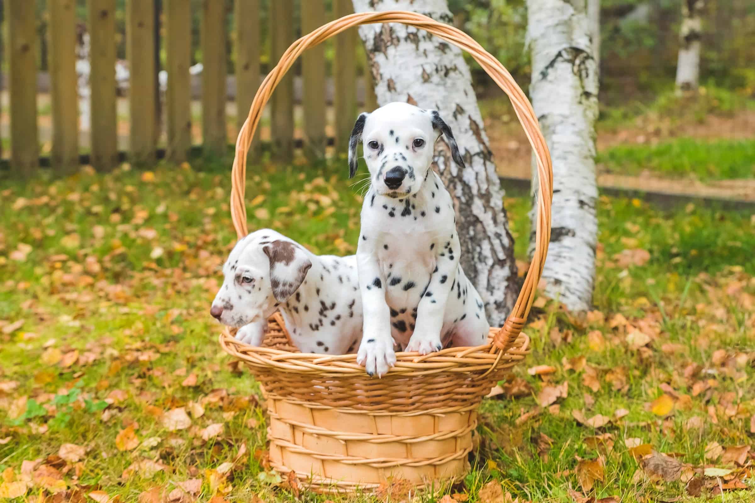 Do Rainbow Dalmatians Actually Exist? - Bubbly Pet