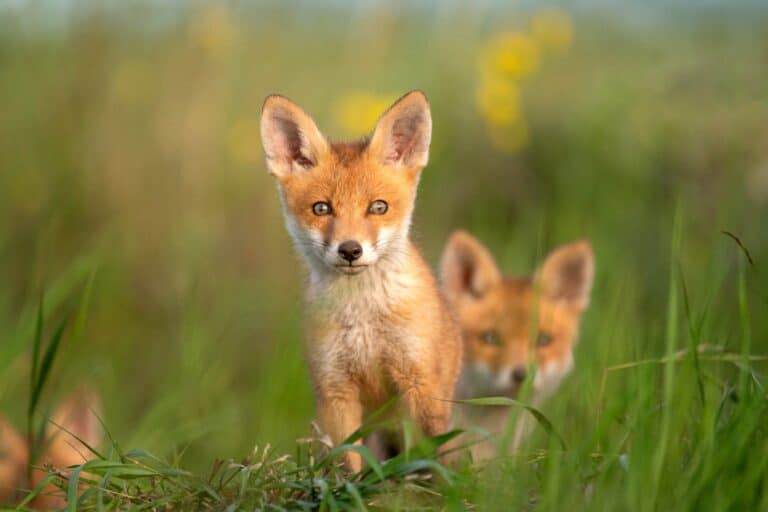 70+ Cute Baby Foxes to Brighten Your Day (With Pictures)