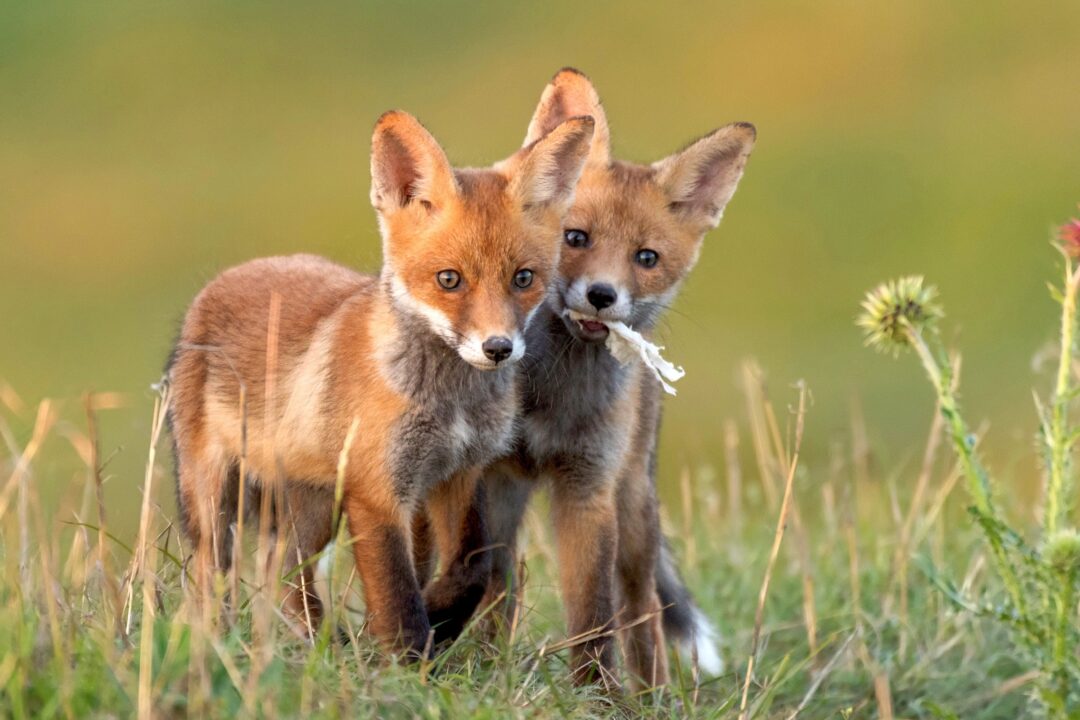 70+ Cute Baby Foxes to Brighten Your Day (With Pictures)