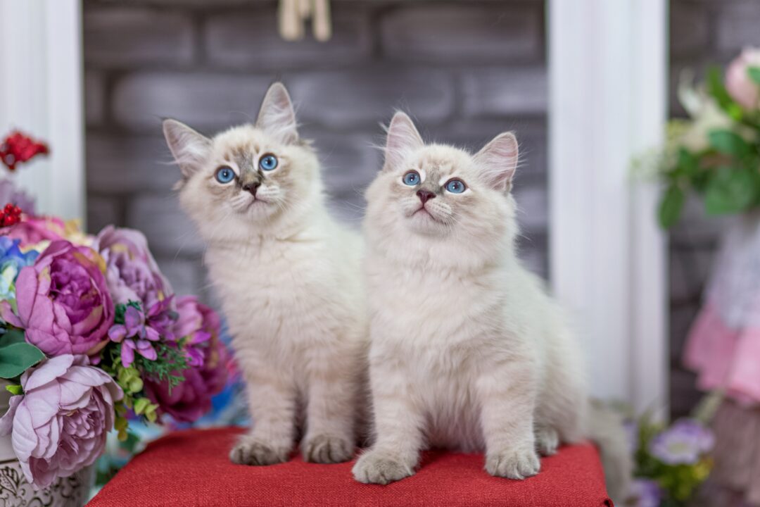7 Grey Cat Breeds With Blue Eyes You'll Love (With Pictures)