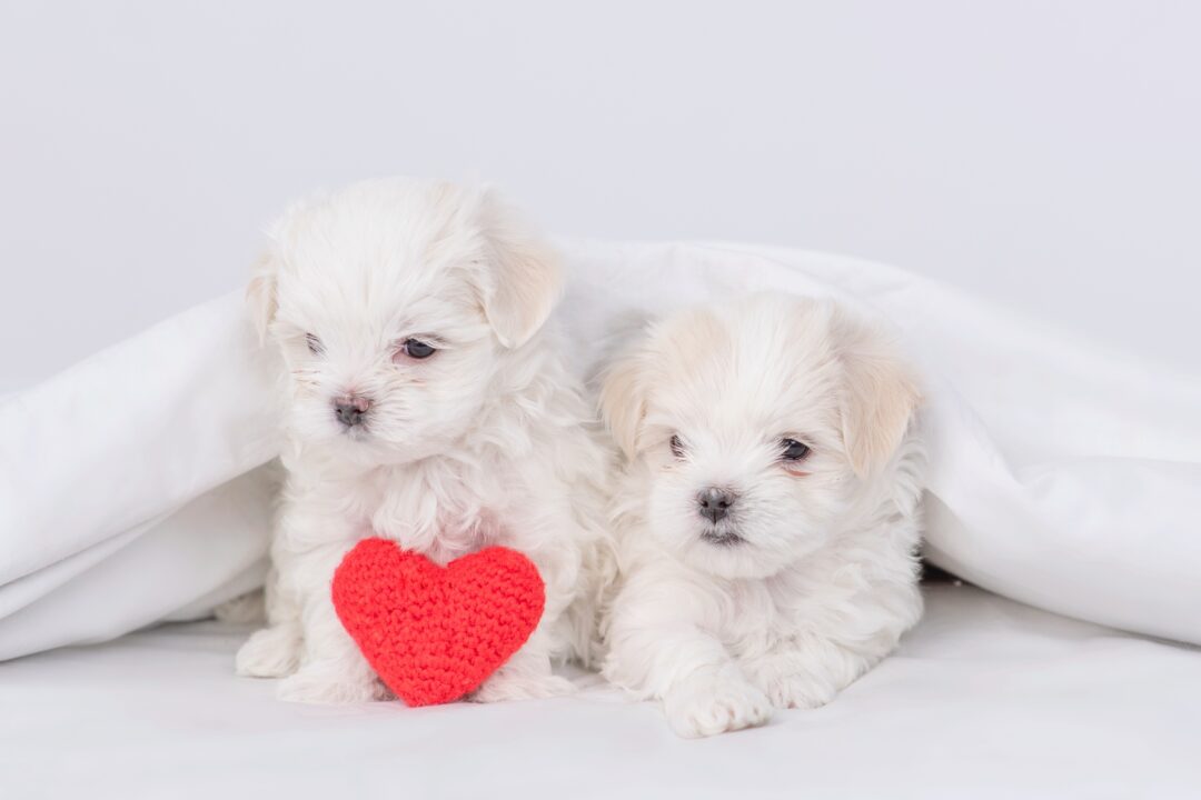 Teacup Maltese: A Complete Guide to This Miniature Pooch
