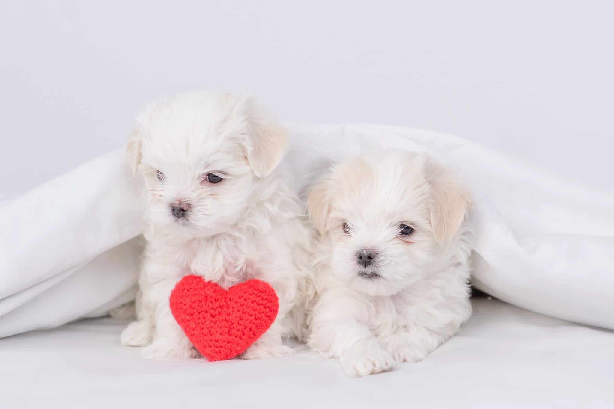 Teacup Maltese: A Complete Guide to This Miniature Pooch