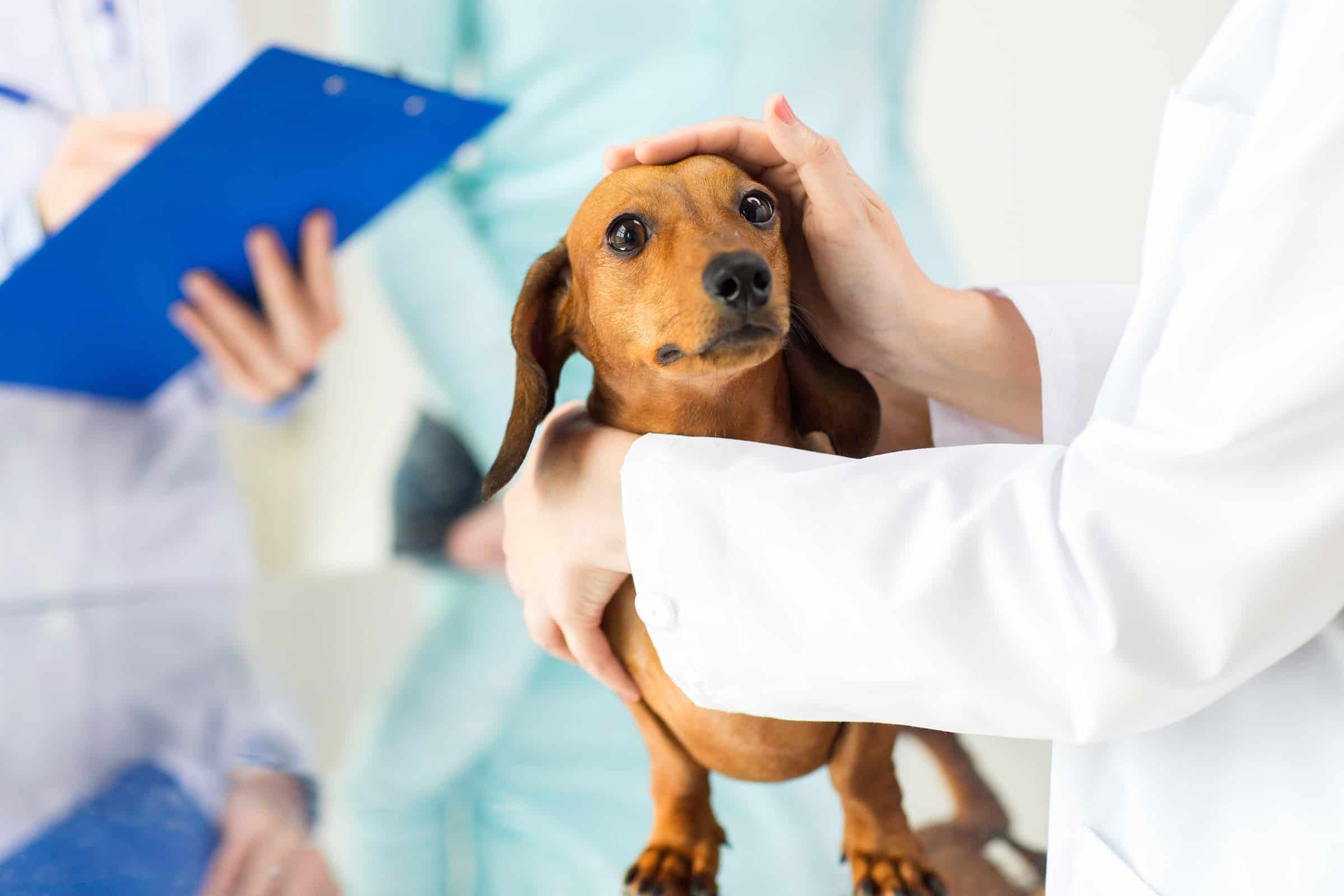 bubbly-pet-making-your-pets-happier-and-healtier