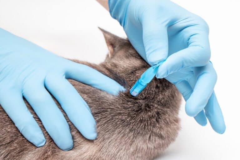 Warbles in Cats (Wolf Worm): Causes, Treatments & Preventions