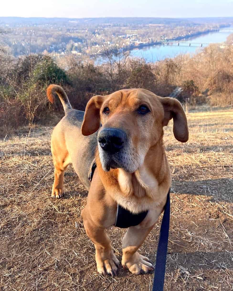 Walrus Dog (Shar-Pei & Basset Hound Mix) Info, Pictures, Facts, FAQs & More