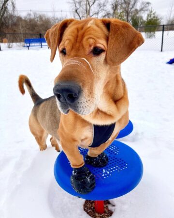 Walrus Dog (Shar-Pei & Basset Hound Mix) Info, Pictures, Facts, FAQs & More