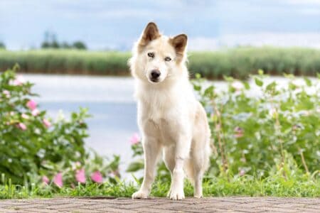 White Husky: Facts, Genetics, Traits & FAQs (With Pictures)