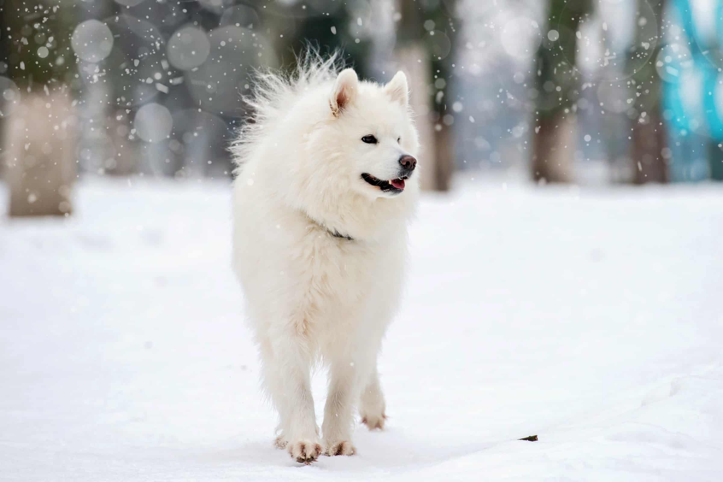 White Husky: Facts, Genetics, Traits & FAQs (With Pictures)