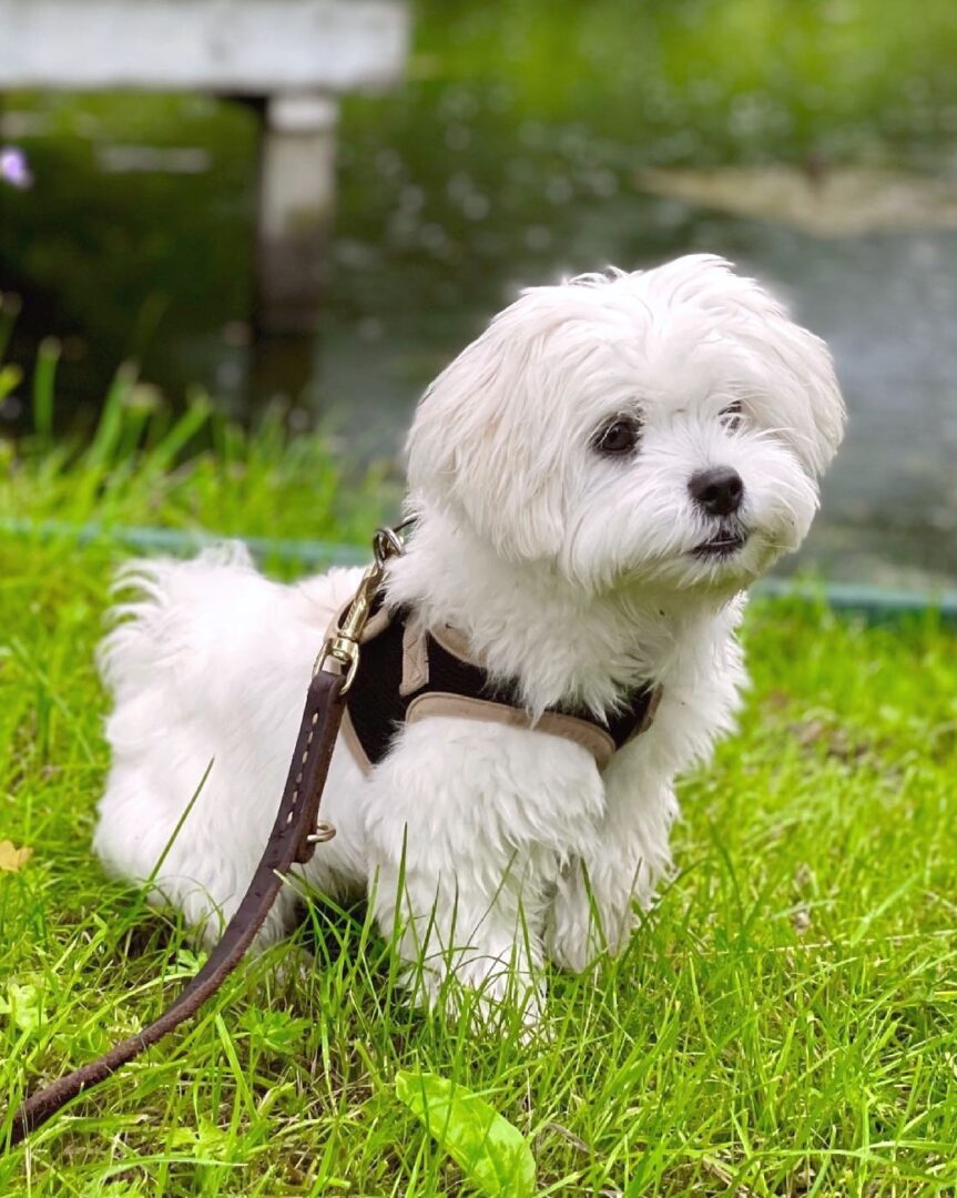 White Maltipoo: The Ultimate Guide to This Fluffy White Dog