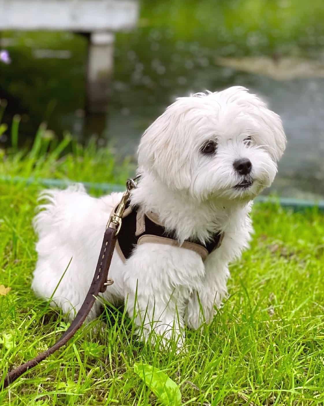 White Maltipoo: The Ultimate Guide to This Fluffy White Dog
