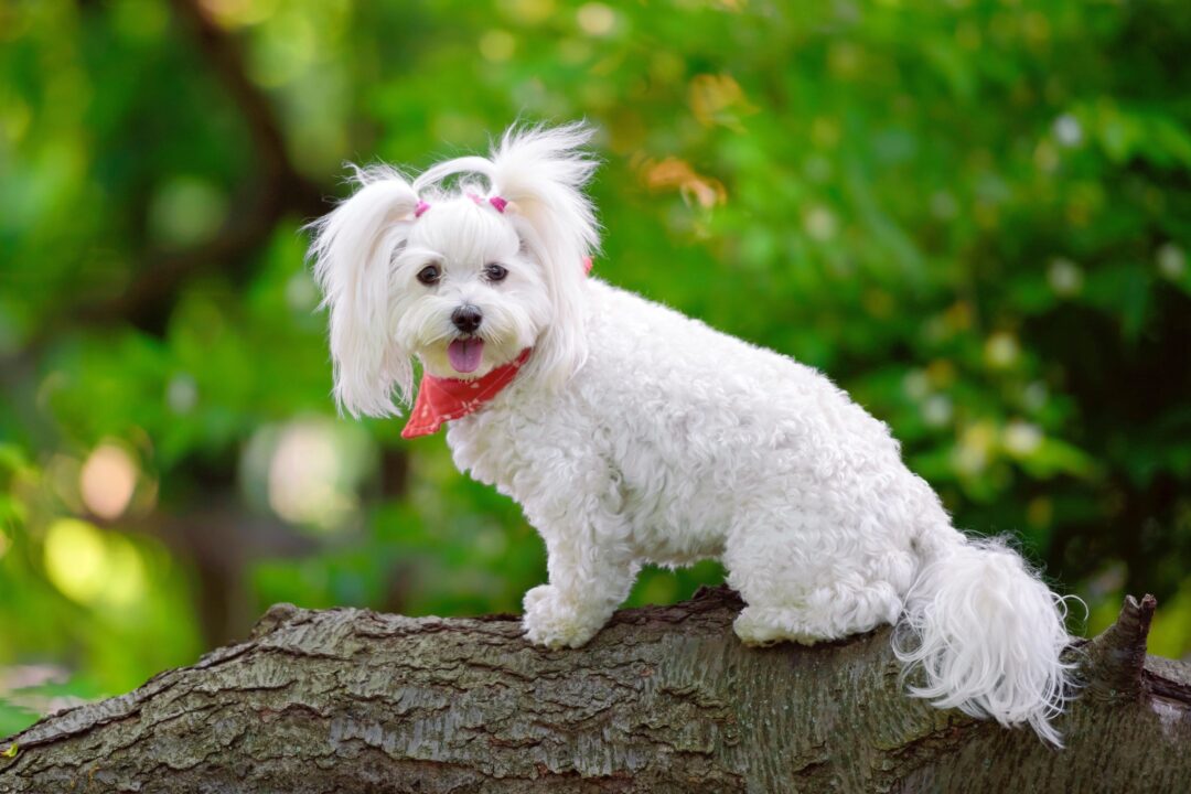 White Maltipoo: The Ultimate Guide to This Fluffy White Dog