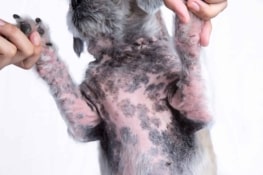 Black Spots on Dog’s Skin: Causes, Diagnosis & Treatments