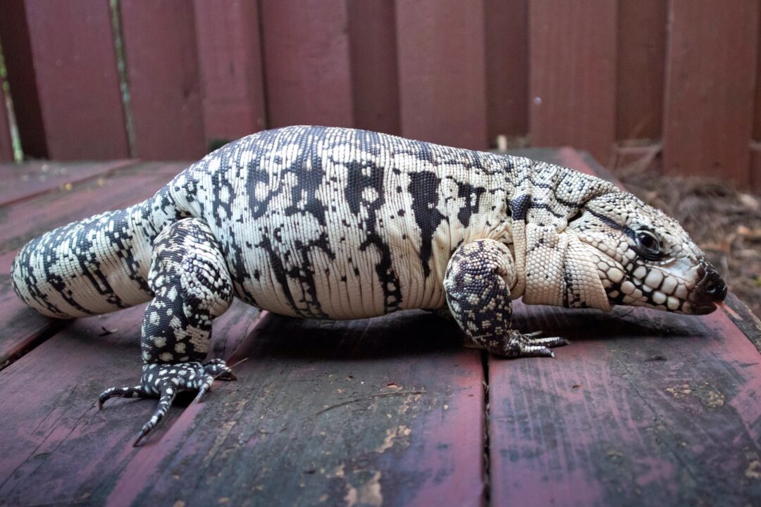 Blue Tegu | Information, Facts & Care Guide (With Pictures)