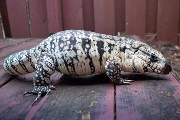 Blue Tegu | Information, Facts & Care Guide (With Pictures)
