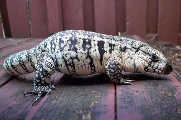 Blue Tegu | Information, Facts & Care Guide (With Pictures)