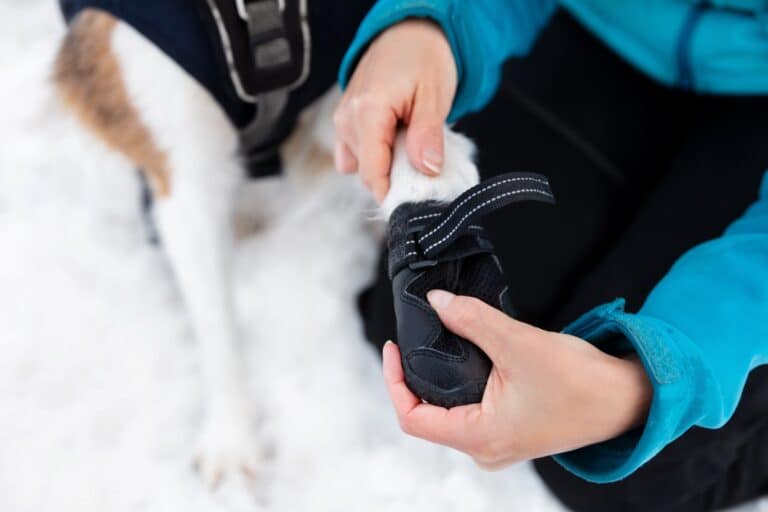 Red Paws on Dogs: Causes and Treatments (With FAQs)