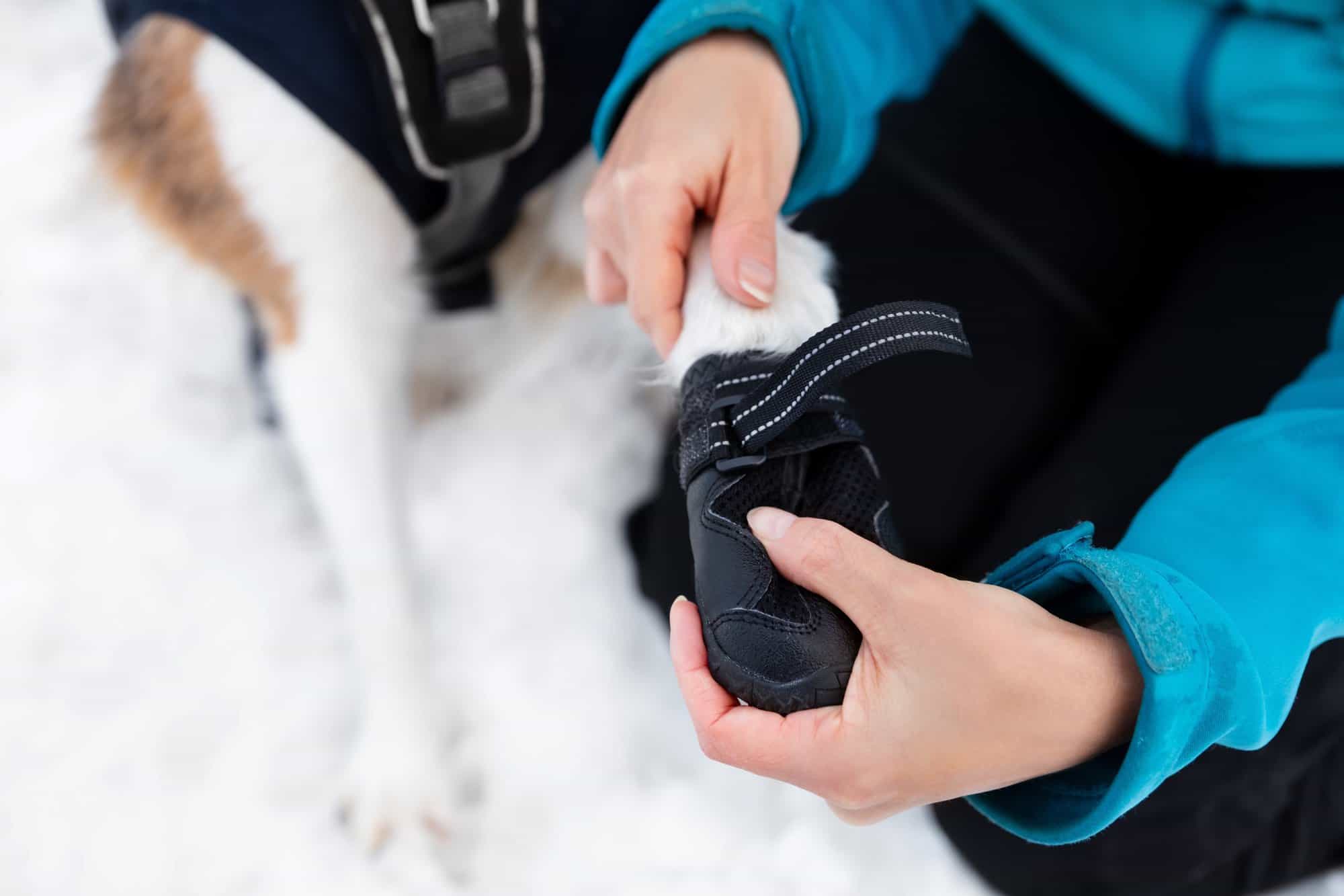 Red Paws on Dogs: Causes and Treatments (With FAQs)