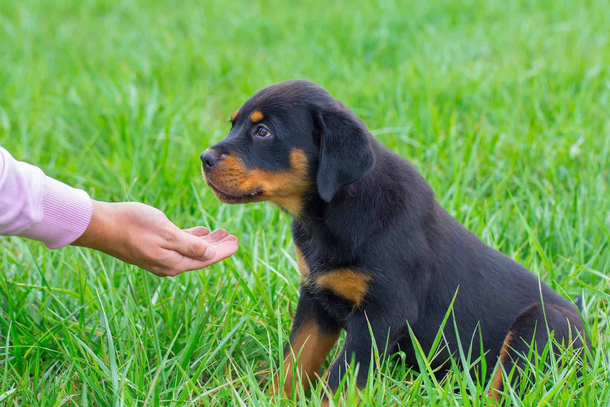 How Much to Feed a Rottweiler (Puppy & Adult Feeding Chart)