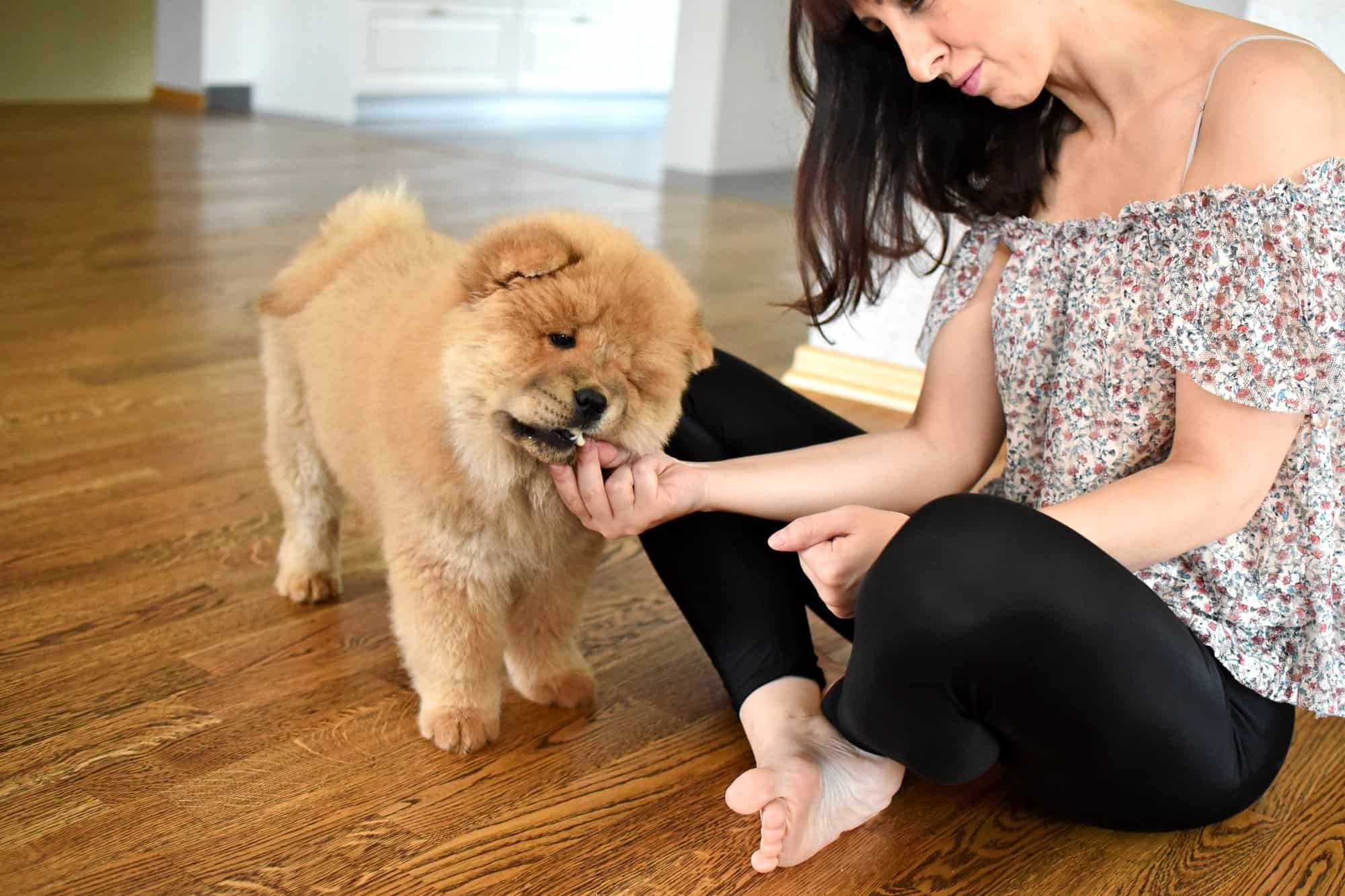 How Much to Feed a Chow Chow (Puppy & Adult Feeding Chart)