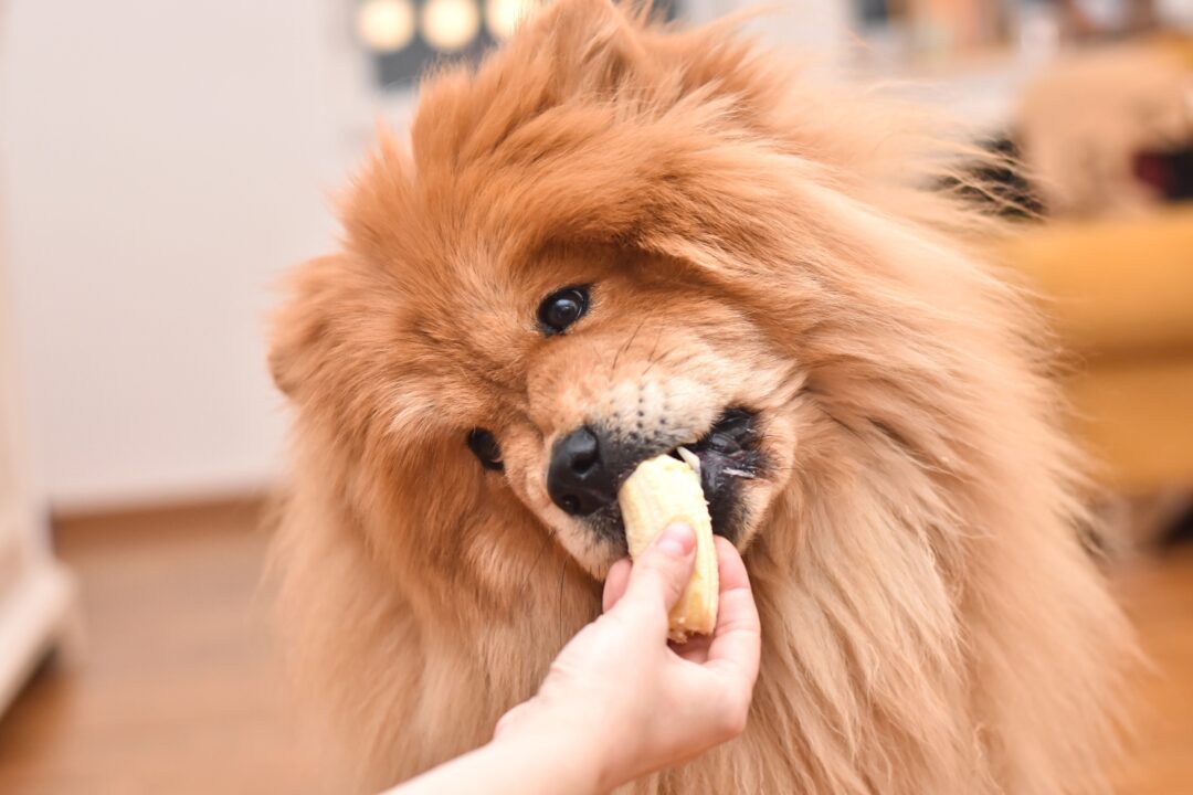 How Much to Feed a Chow Chow (Puppy & Adult Feeding Chart)
