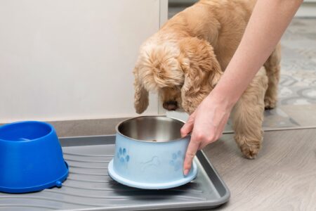 How Much to Feed a Cocker Spaniel (Feeding Chart & Guide)