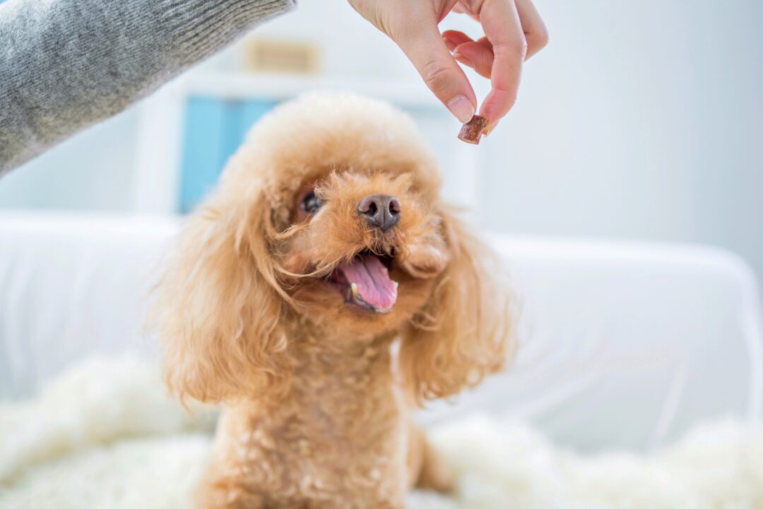 How Much to Feed a Poodle (Puppy & Adult Feeding Chart)