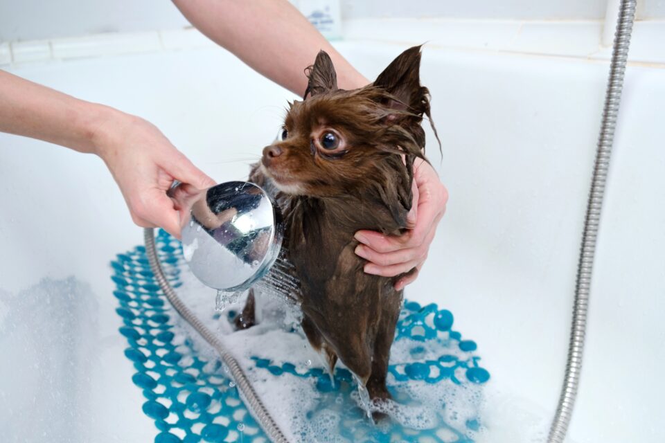 Chocolate Yorkie (Brown Yorkie): Everything You Need to Know
