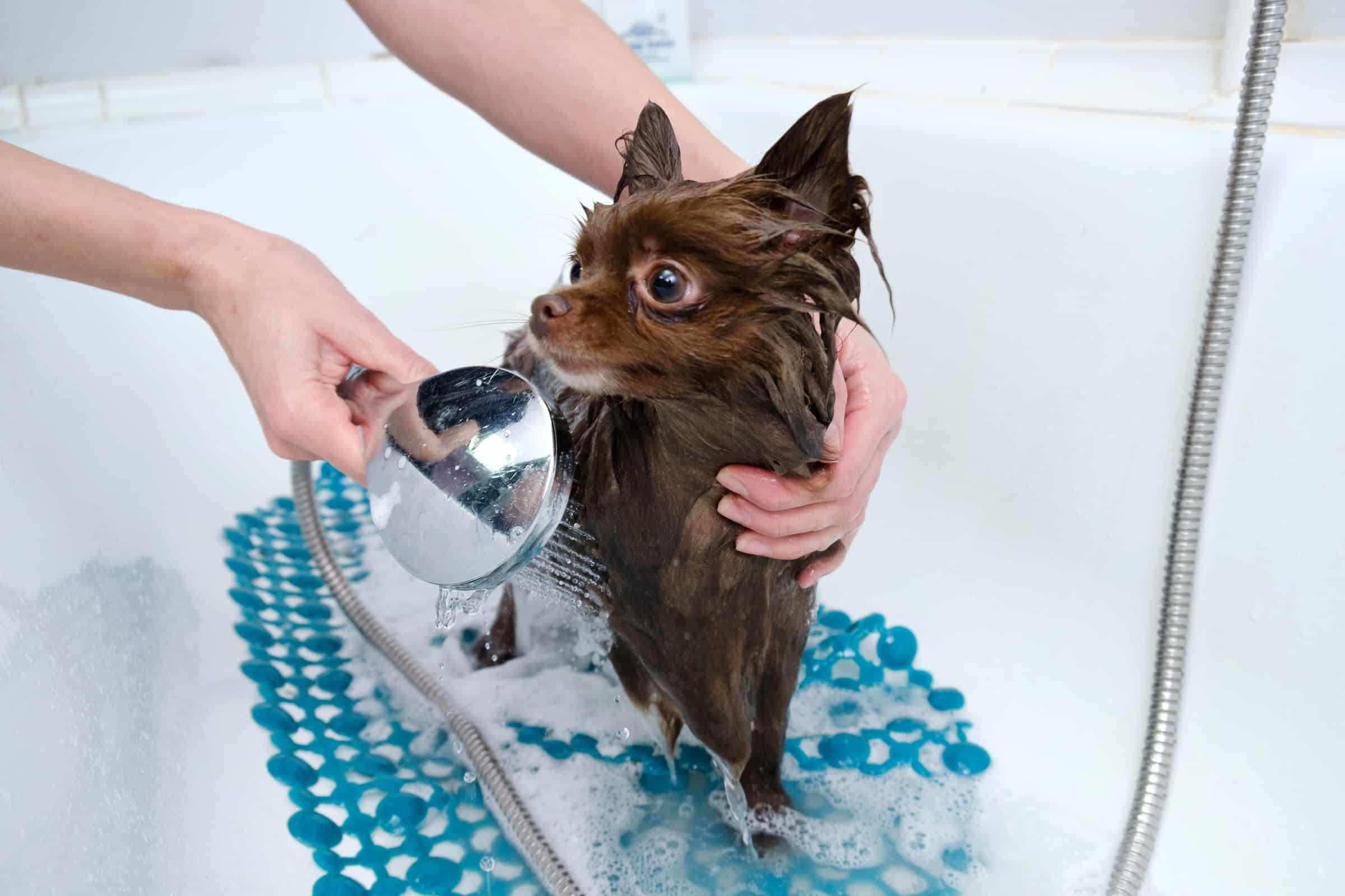 Chocolate Yorkie (Brown Yorkie): Everything You Need to Know