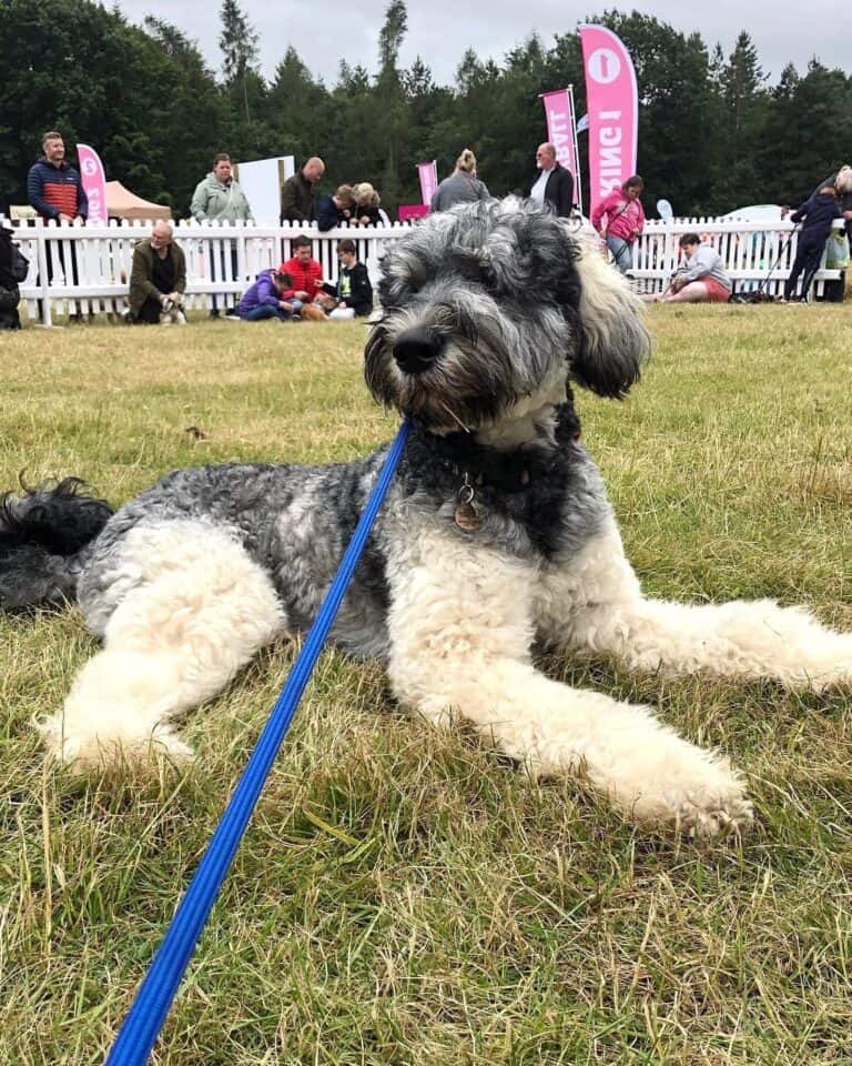 Giant Schnoodle (Giant Schnauzer & Poodle Mix) Info, Pictures, Facts ...