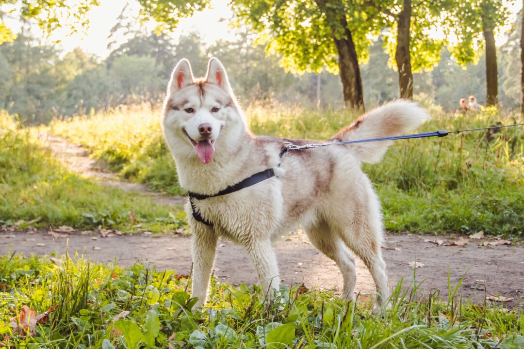 Why Do Huskies Have Curly Tails? Complete Husky Tail Guide
