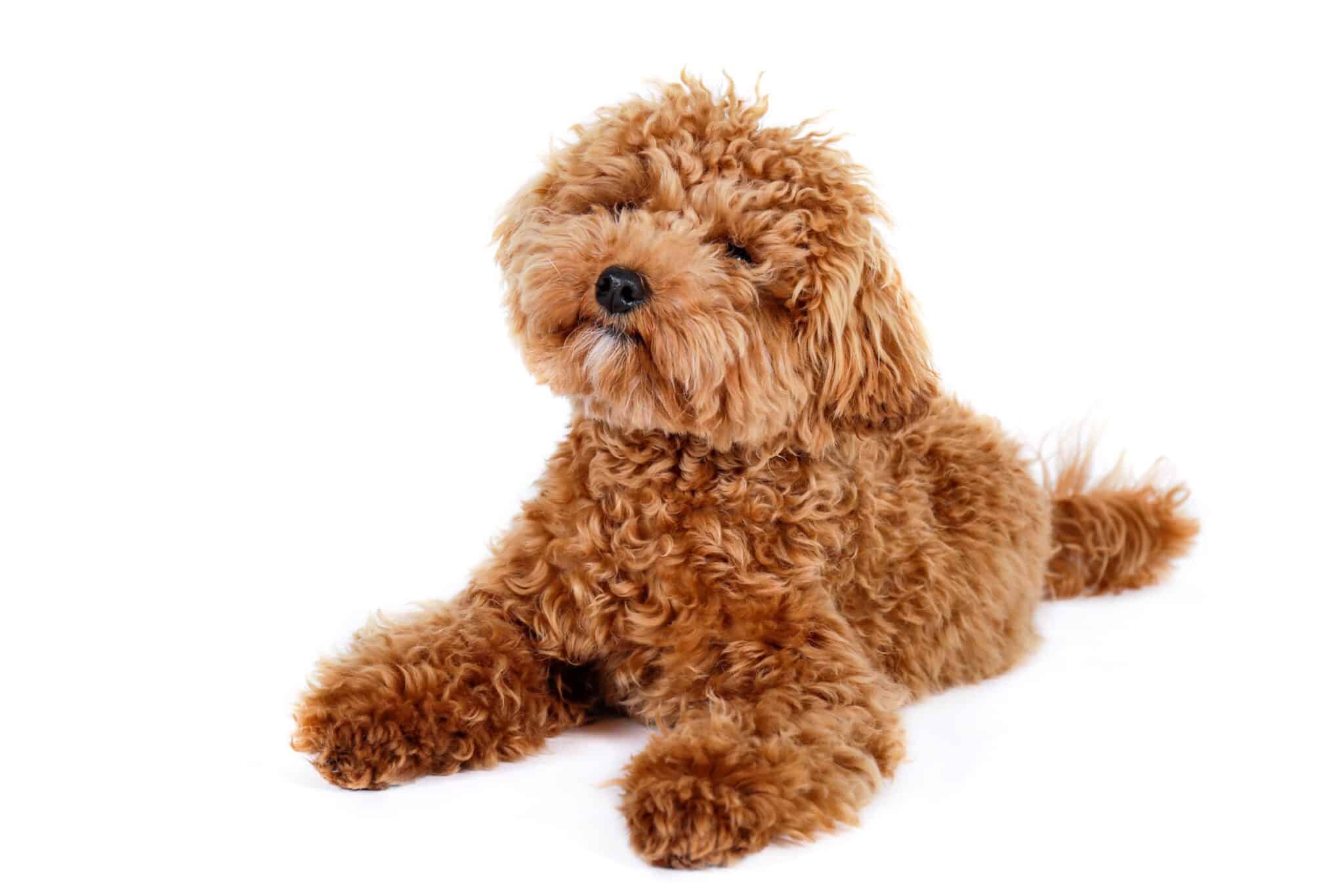 Brown Maltipoo: Facts, Traits, Genetics & FAQs (With Pictures)
