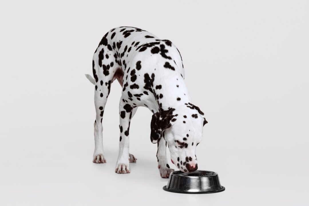 How Much to Feed a Dalmatian (Puppy & Adult Feeding Chart)