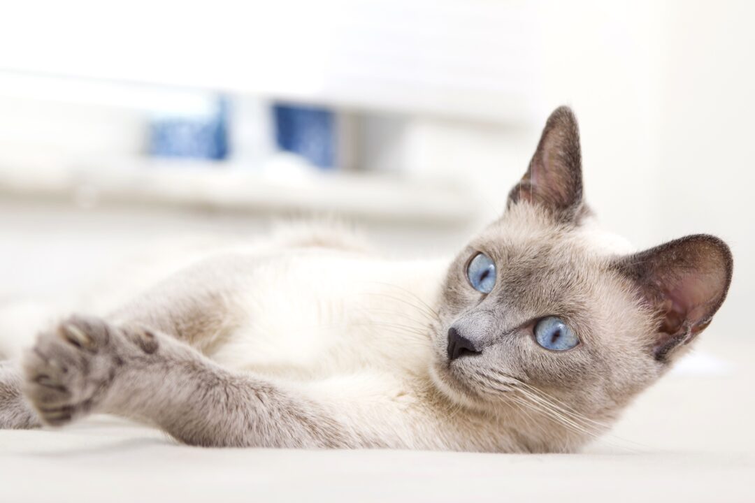 7 Grey Cat Breeds With Blue Eyes You'll Love (With Pictures)
