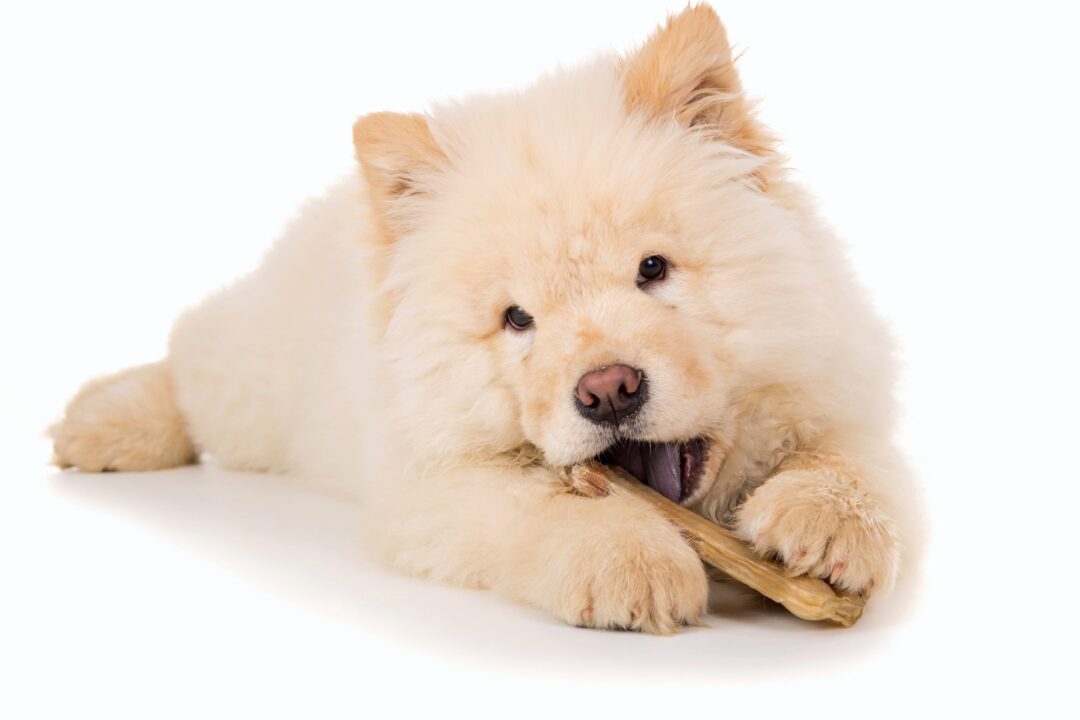 How Much to Feed a Chow Chow (Puppy & Adult Feeding Chart)