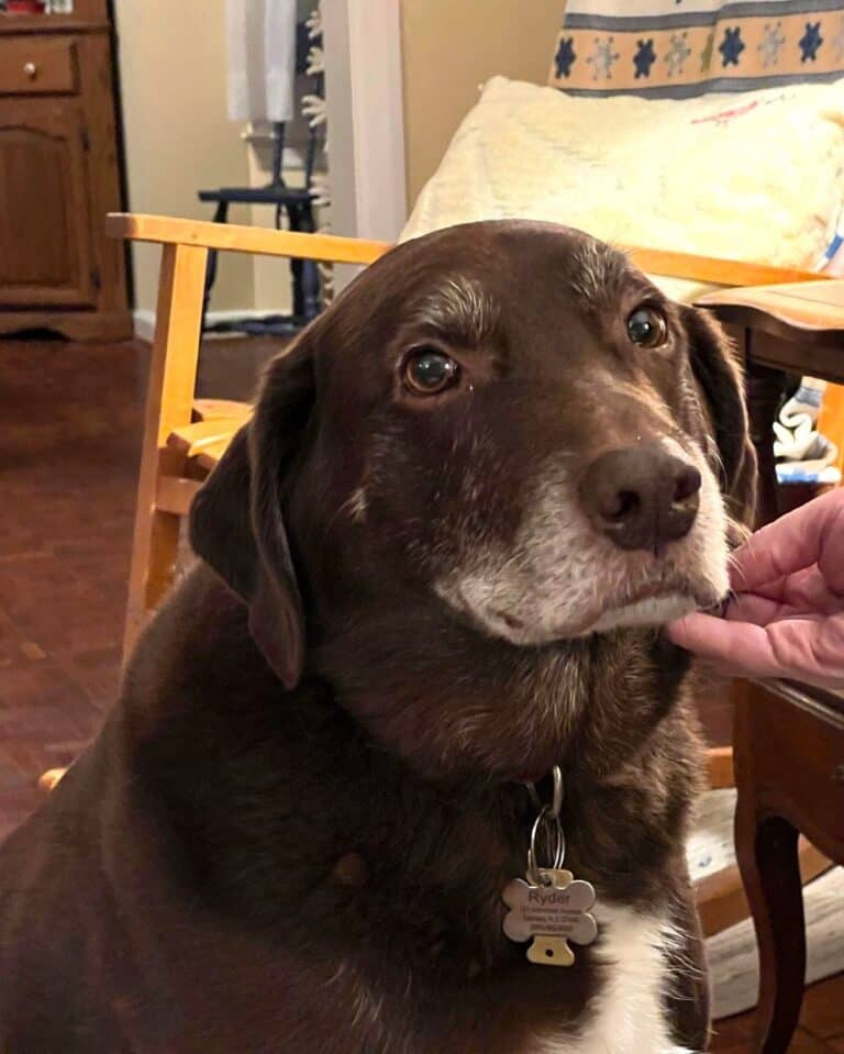 Labrador Retriever Mixes: 57 Lab Crossbreeds (With Pictures!)