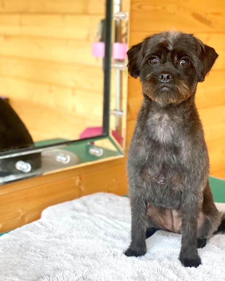 Pug Mixed Breeds: 60 Perfect Pug Mixes You'll Want to Adopt