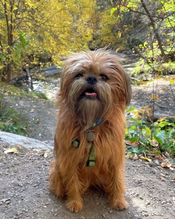 Yorkie Mixes: 40 Cutest Yorkshire Terrier Mixes (With Pictures)