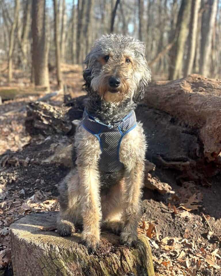 Poodle Mixes: 61 Different Doodle Mixed Breeds (With Pictures)
