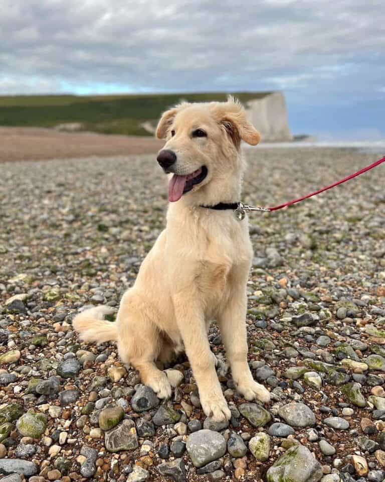 German Shepherd Mixes: 40 Gorgeous GSD Crossbreeds!