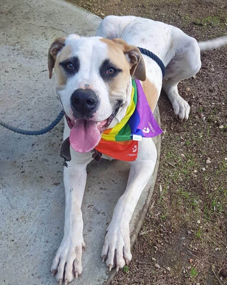 Great Dane Mixes: 43 Extra-Large Crossbreeds! (With Pictures)