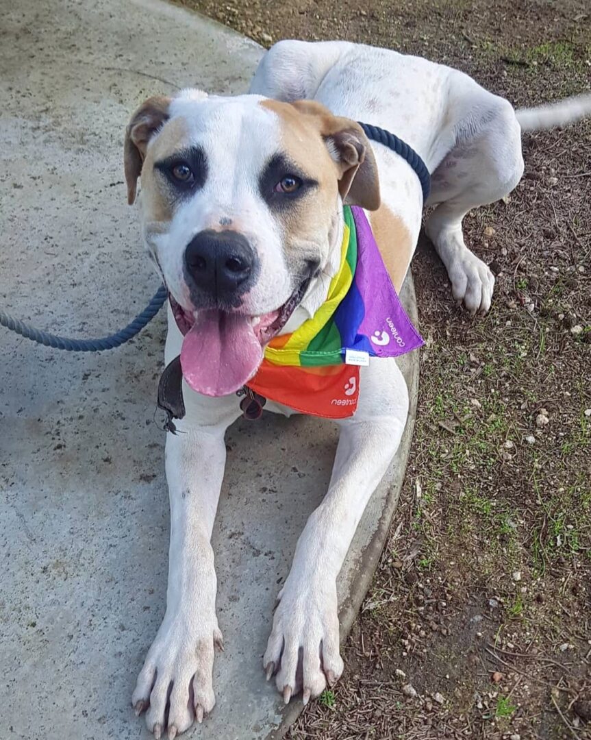 Great Dane Mixes: 43 Extra-Large Crossbreeds! (With Pictures)